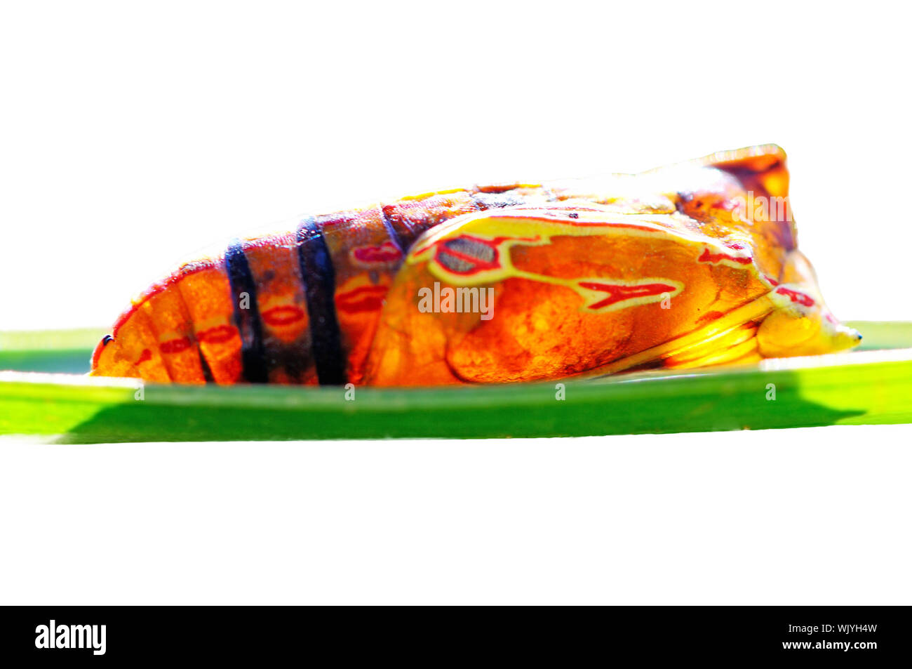 Pupa hanging on green leaf hi-res stock photography and images - Alamy