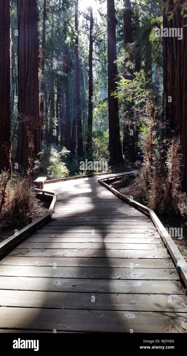 Narrow tree trunks hi-res stock photography and images - Alamy