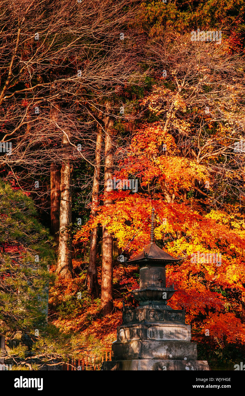 Beautiful vibrant colourful red orange yellow leaves foliage maple tree ...