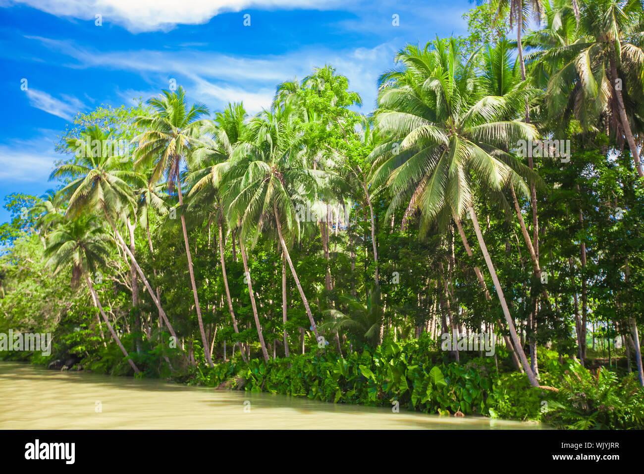 Tropical Loboc river at the island Bohol in the Philippines Stock Photo ...