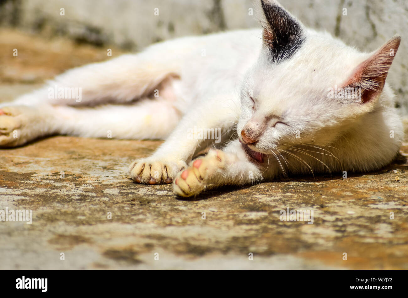 Cat leg close up hi-res stock photography and images - Alamy
