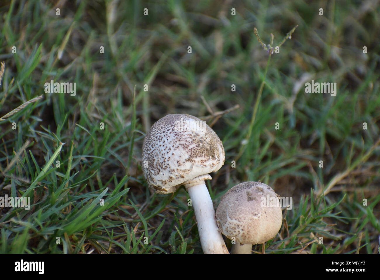 Button mushroom growing hi-res stock photography and images - Alamy