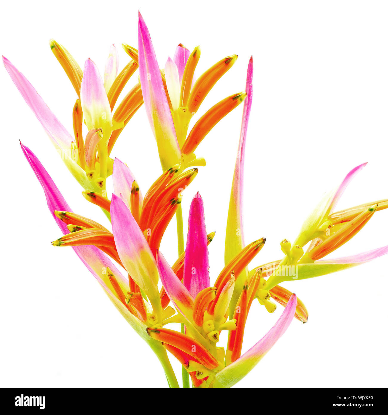 Pink Heliconia flower, Heliconia psittacorum Sassy, tropical flower ...