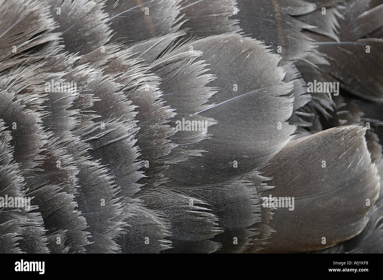 Black swan wing pattern feather texture Stock Photo - Alamy