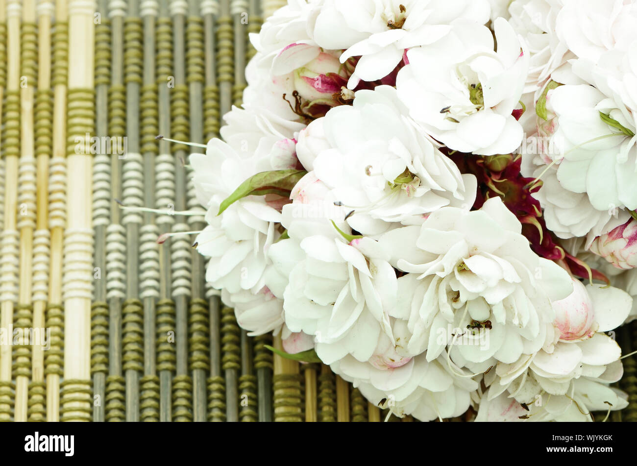 Blossom of white flower, Glory Bower (Clerodendrum chinense Stock Photo ...