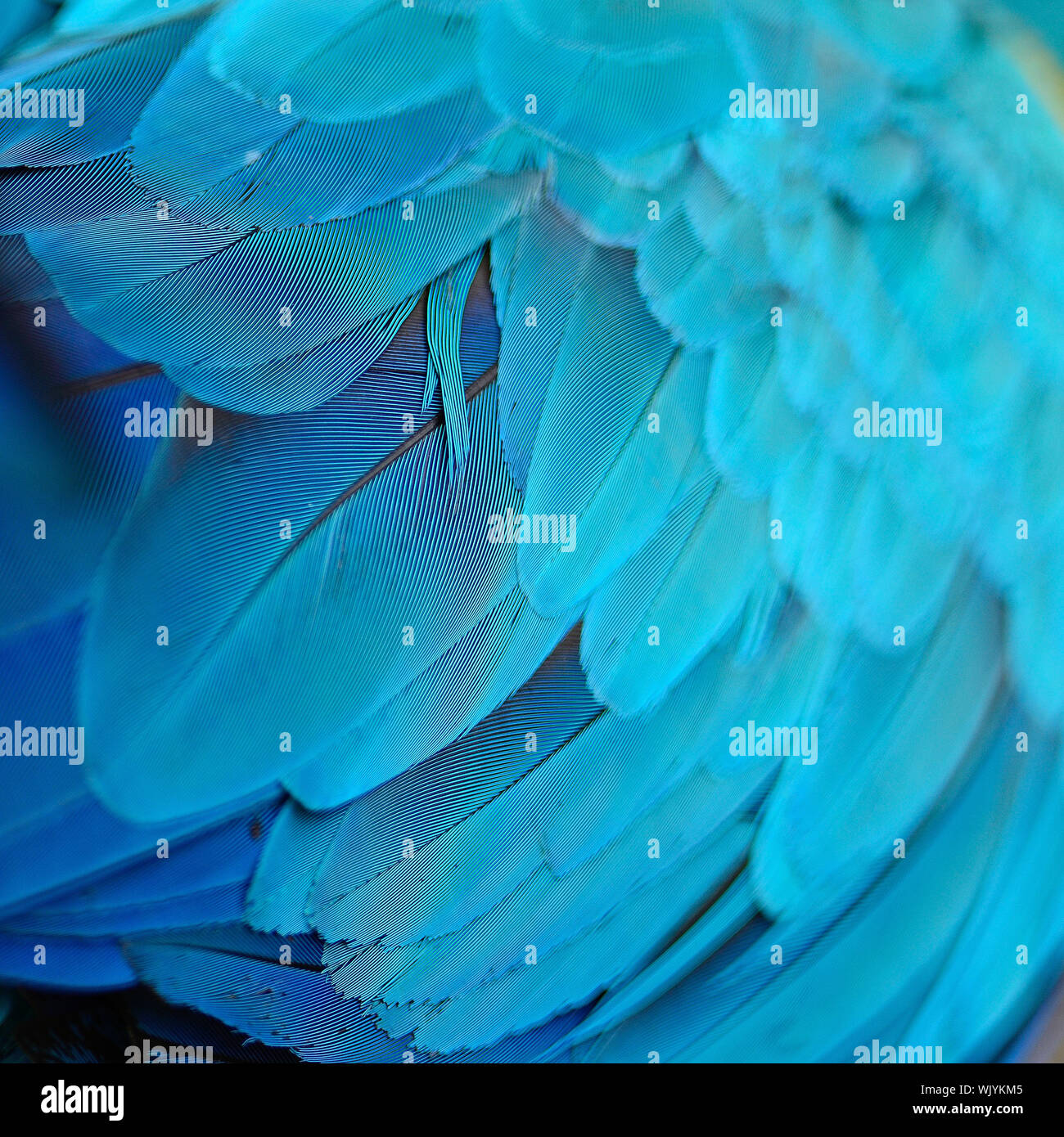 Pattern of Blue and Gold Macaw feathers Stock Photo - Alamy