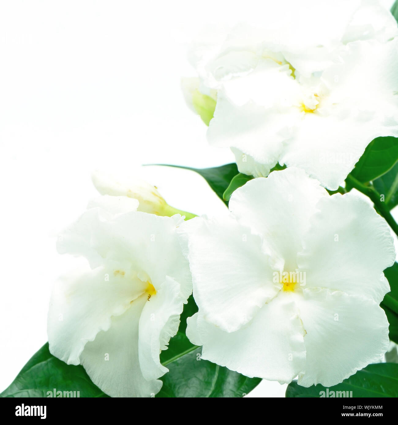 Crepe jasmine flower hi-res stock photography and images - Alamy