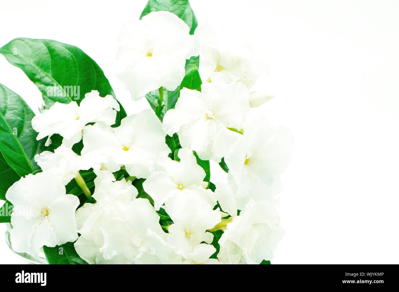 Crepe Jasmine or East Indian Rosebay (Ervatamia eornaria), tropical ...