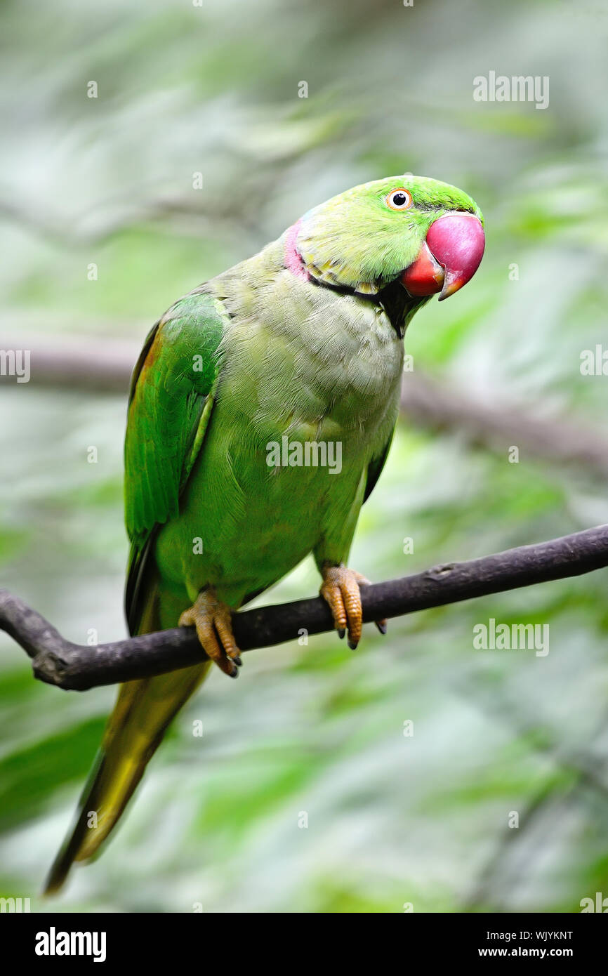 Alexandrine Parrot Wild