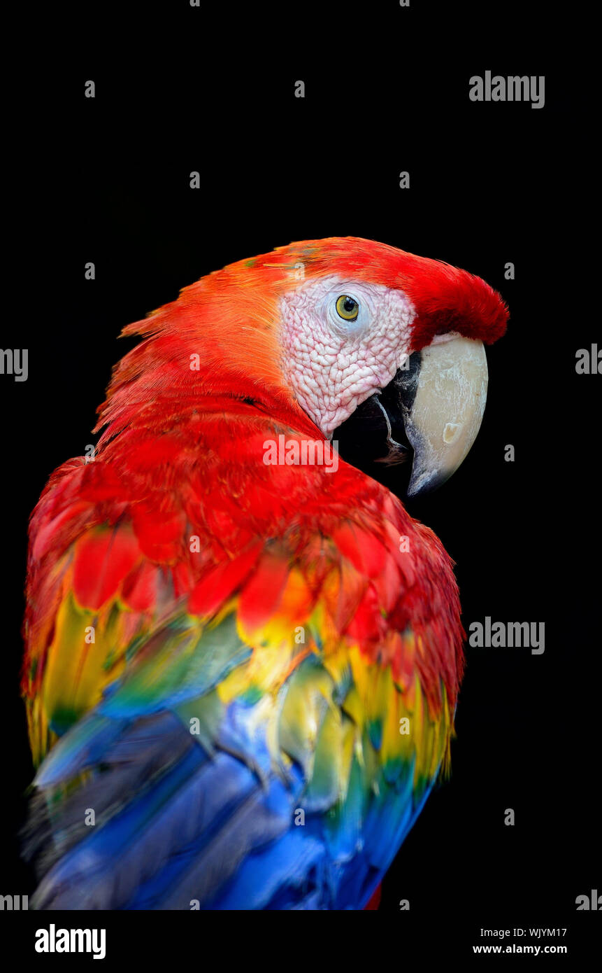 Colorful Scarlet Macaw aviary, face and back profile Stock Photo - Alamy