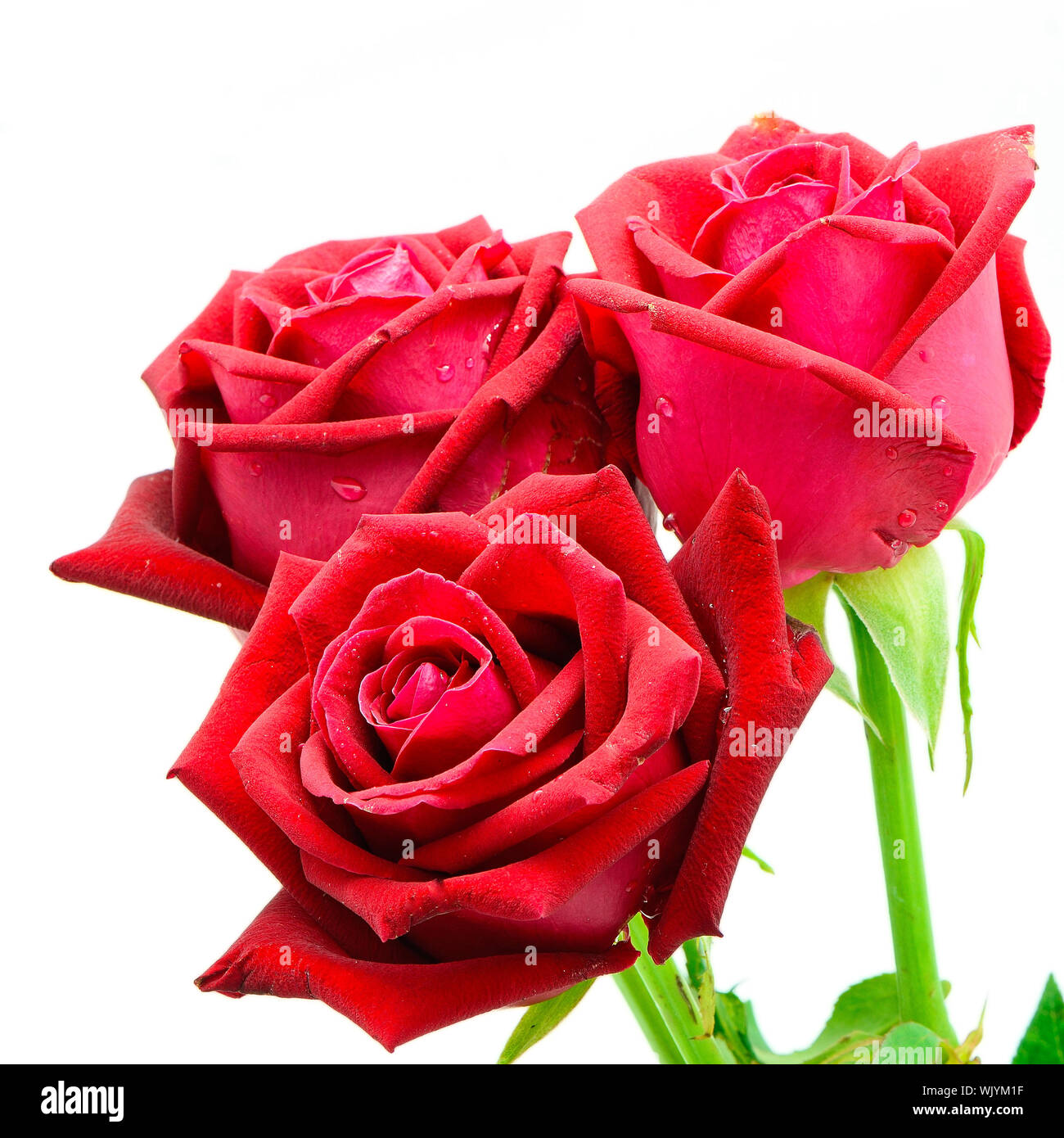 Beautiful red rose isolated on white Stock Photo - Alamy