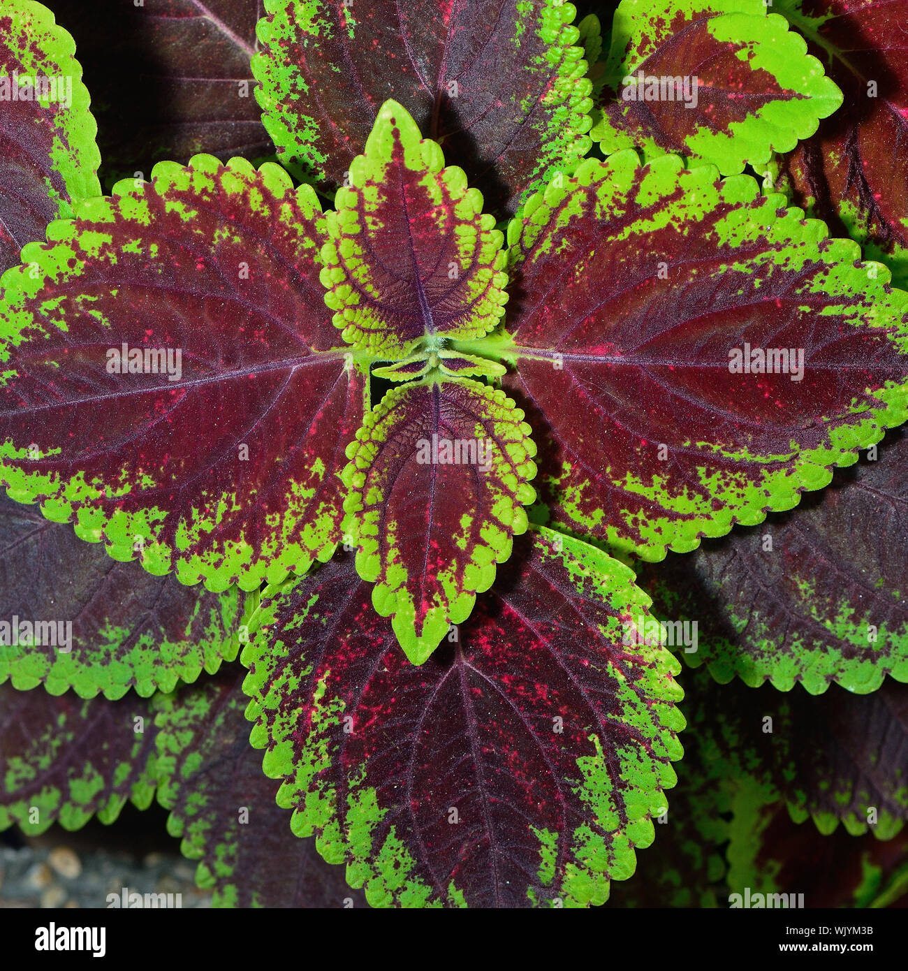 Red and green coleus, closeup for background Stock Photo - Alamy