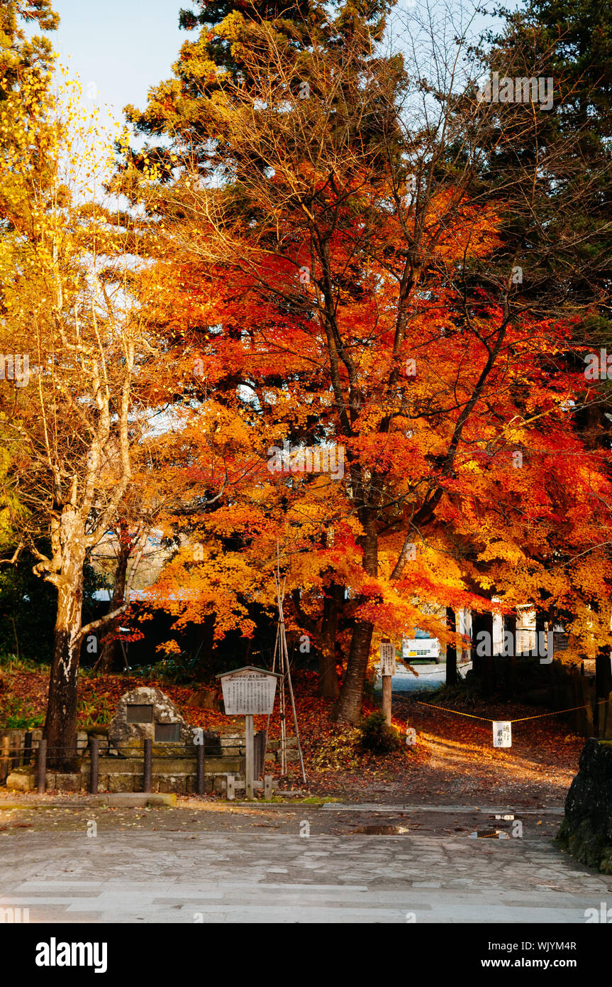 Great big beautiful vibrant colourful red orange yellow leaves foliage ...
