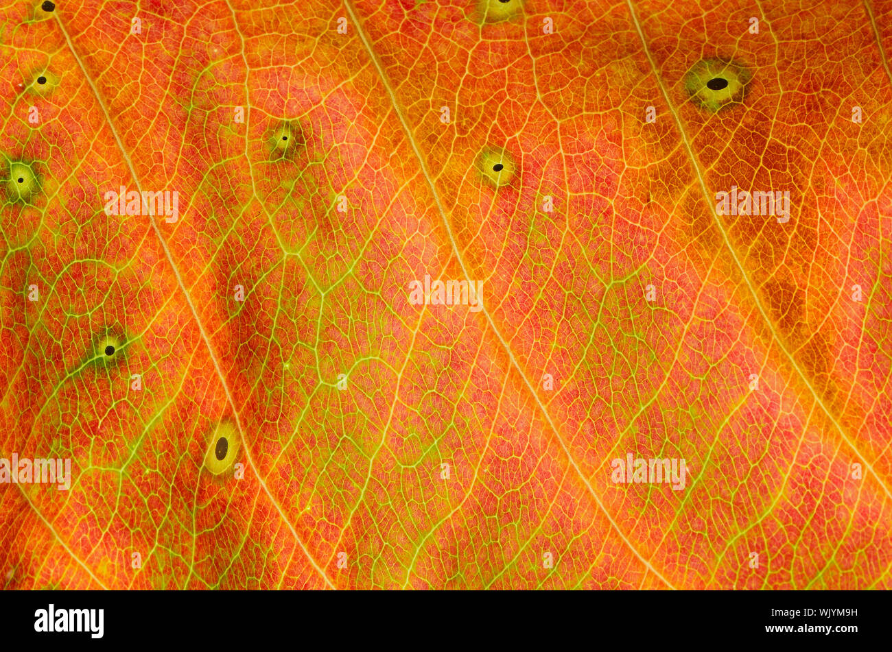 Closeup texture of a red leaf, background Stock Photo - Alamy