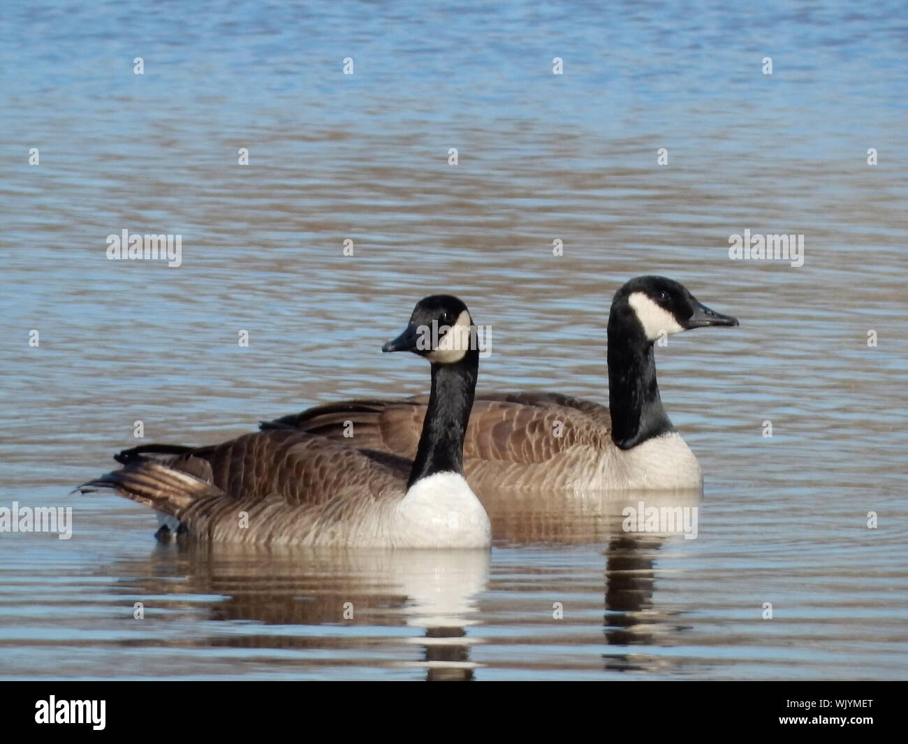 Two ducks rippled water hi-res stock photography and images - Alamy