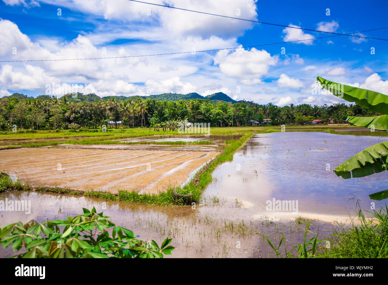 Philippine rice field hi-res stock photography and images - Alamy