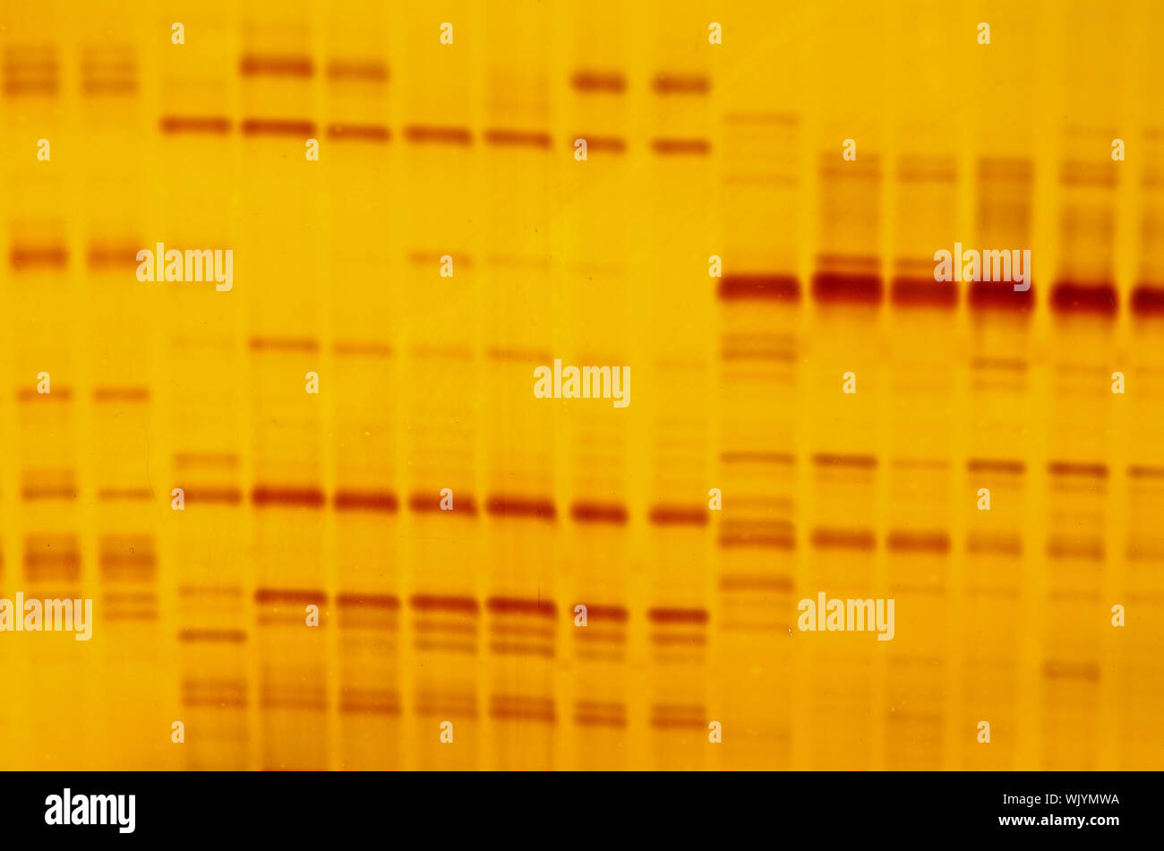 DNA fingerprint with indicator marks and yellow background Stock Photo ...