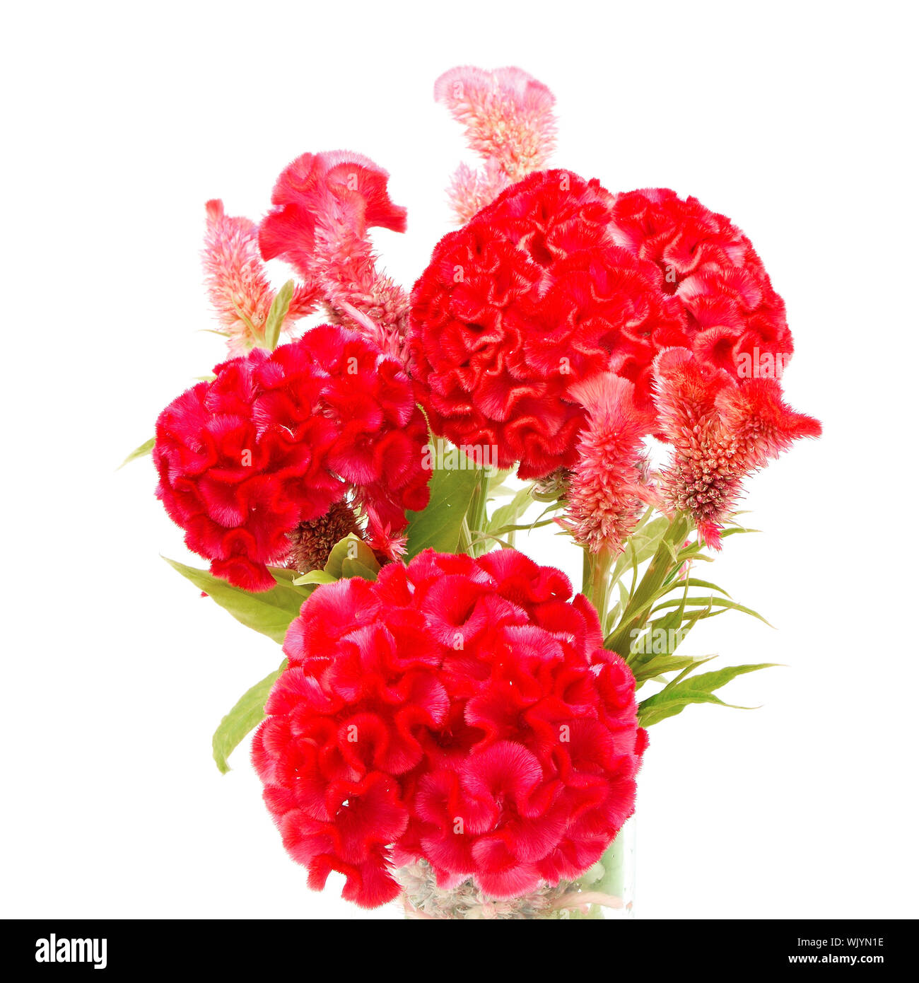 Red flower, Cockscomb or Chinese Wool Flower (Celosia argentea ...