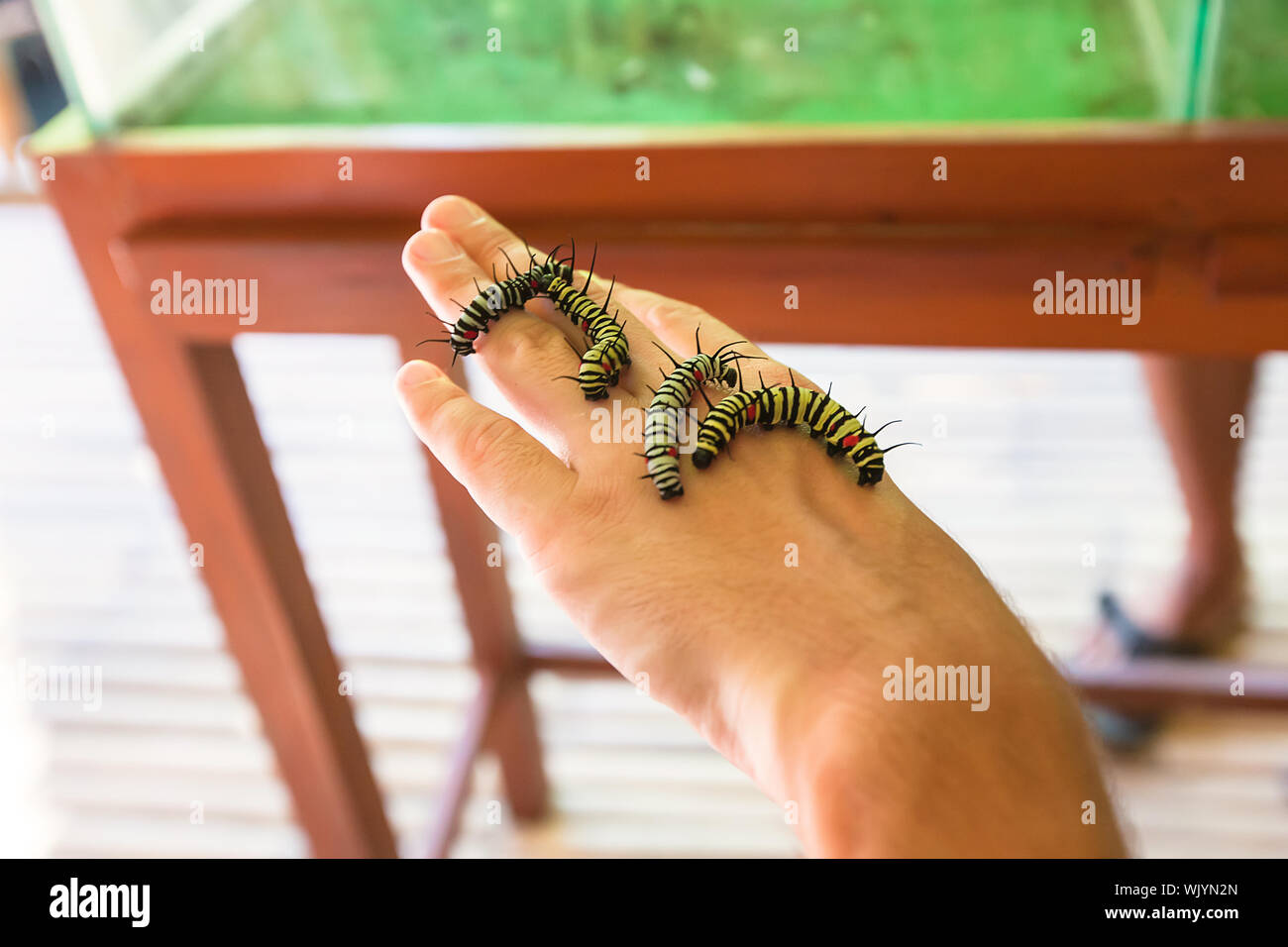 Caterpillar on the hand of a man Stock Photo - Alamy