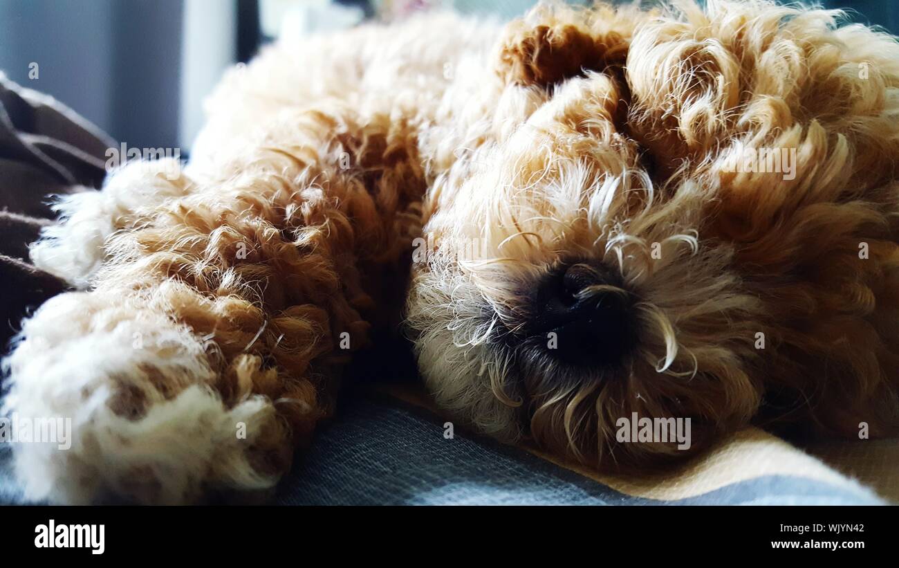 Sleepy cute animals hi-res stock photography and images - Alamy