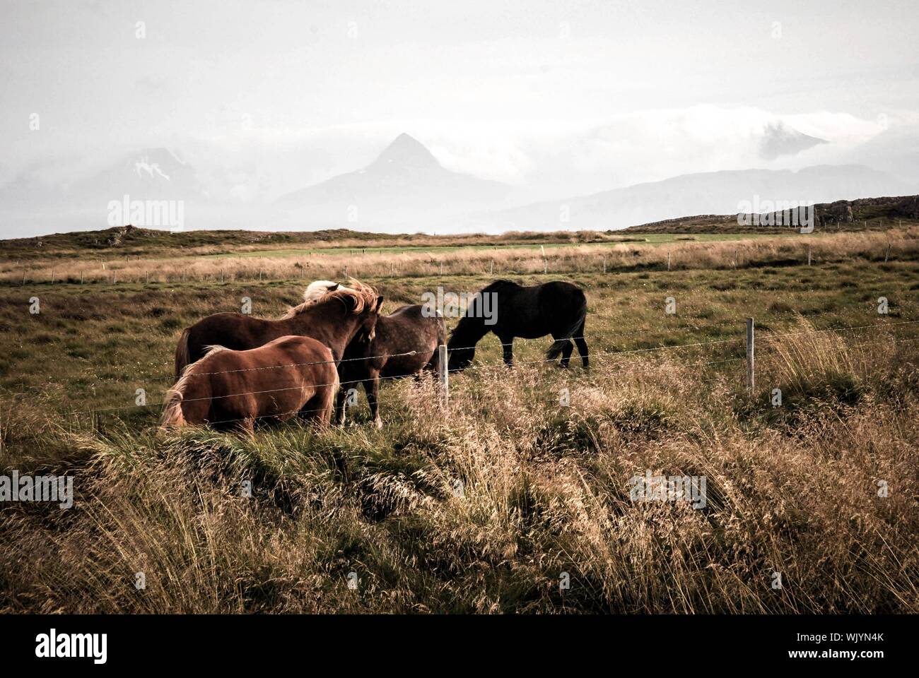 Tribe of wild ponies in the countryside little farm field Stock Photo ...