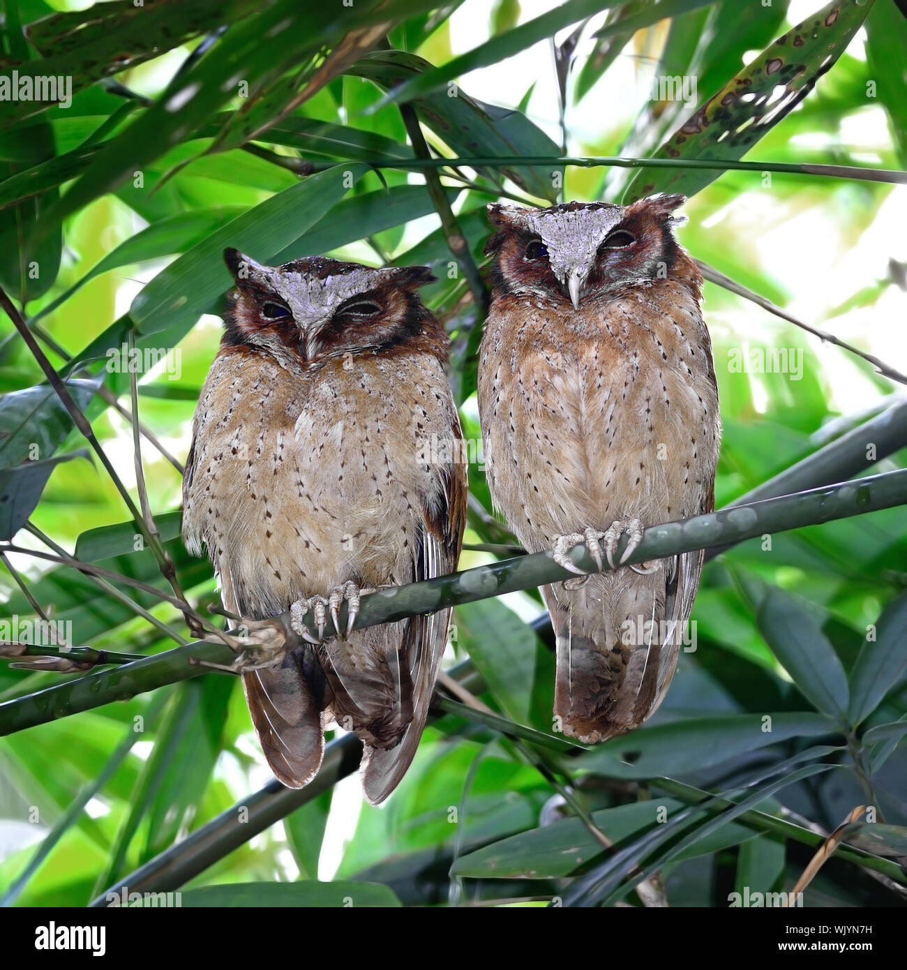 Couple of White-fronted Scops Owl (Otus sagittatus), standing together ...