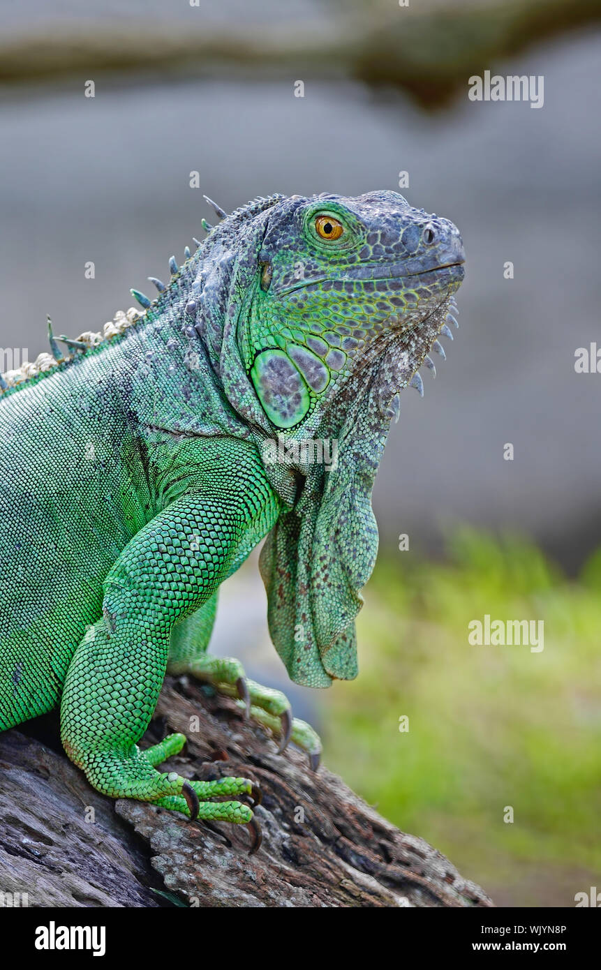 Female Green Iguana (Iguana iguana), standing on tree branch Stock ...