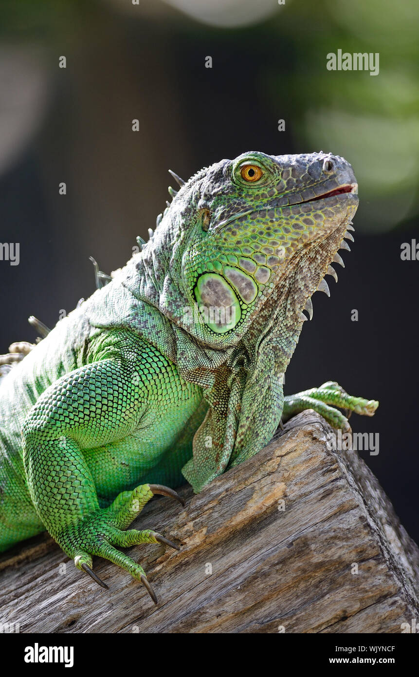 Female Green Iguana (Iguana iguana), head profile Stock Photo - Alamy