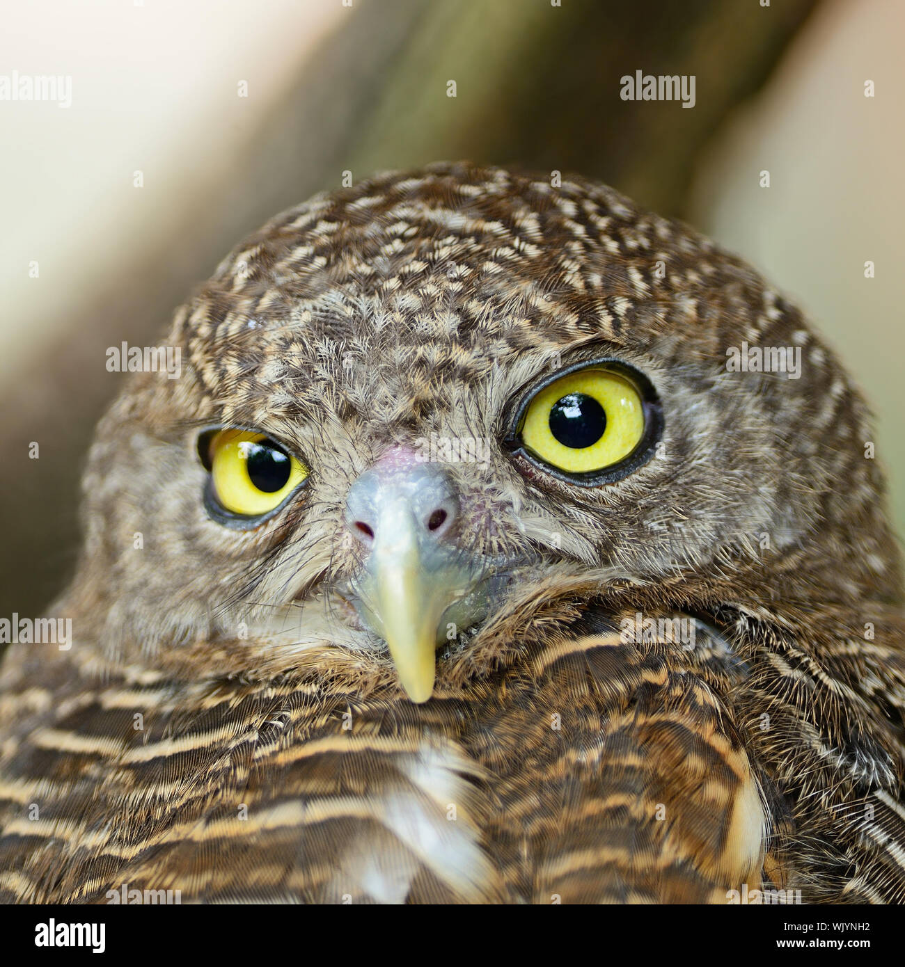 Asian Barred Owlet (Glaucidium cuculoides), face profile Stock Photo ...