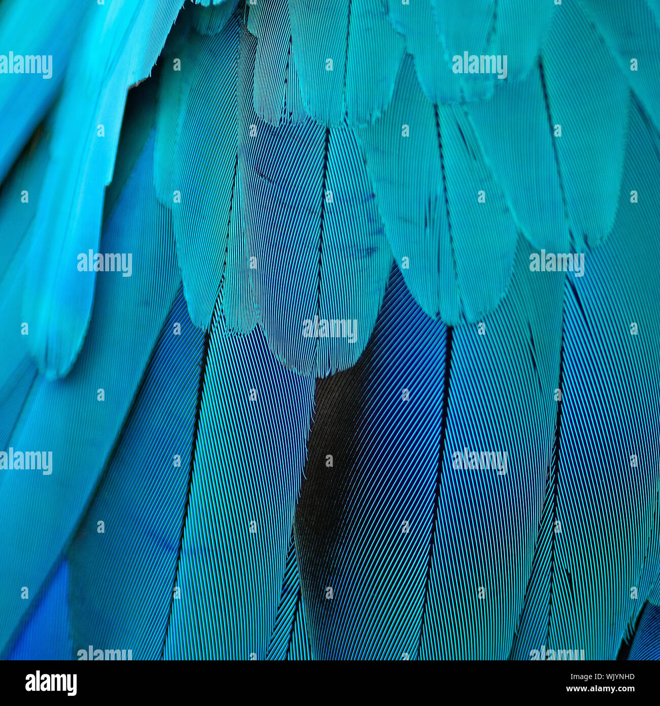 Pattern of Blue and Gold Macaw feathers Stock Photo - Alamy