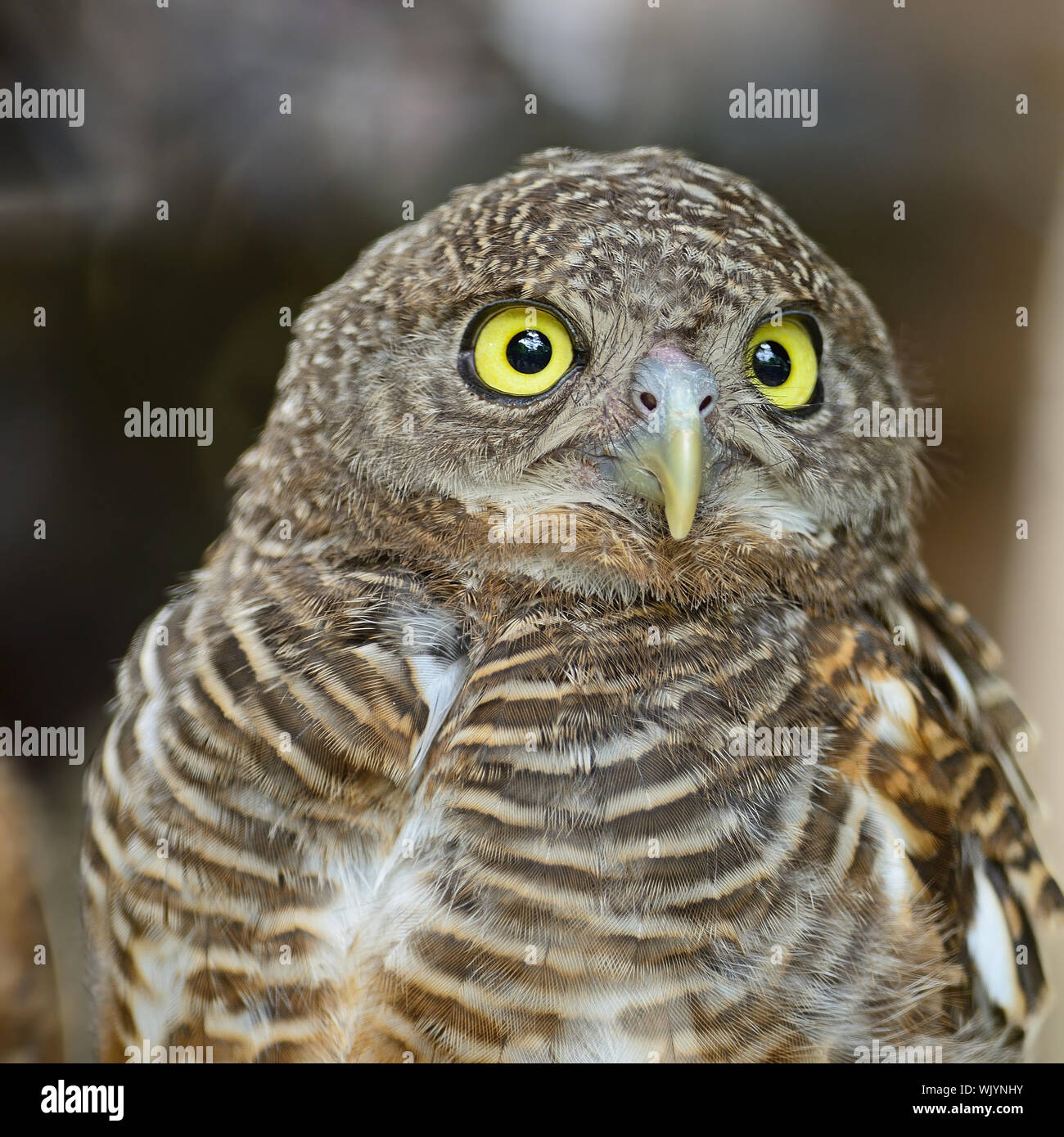 Asian Barred Owlet (Glaucidium cuculoides), face profile Stock Photo ...
