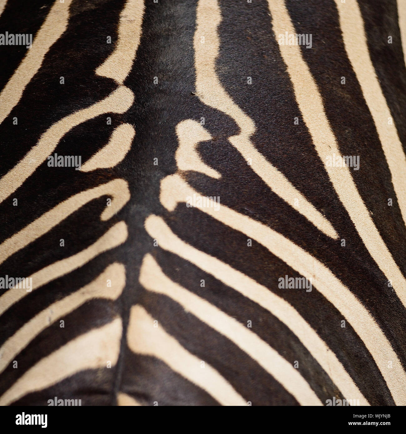Skin of Common Zebra, Burchell's Zebra Stock Photo - Alamy