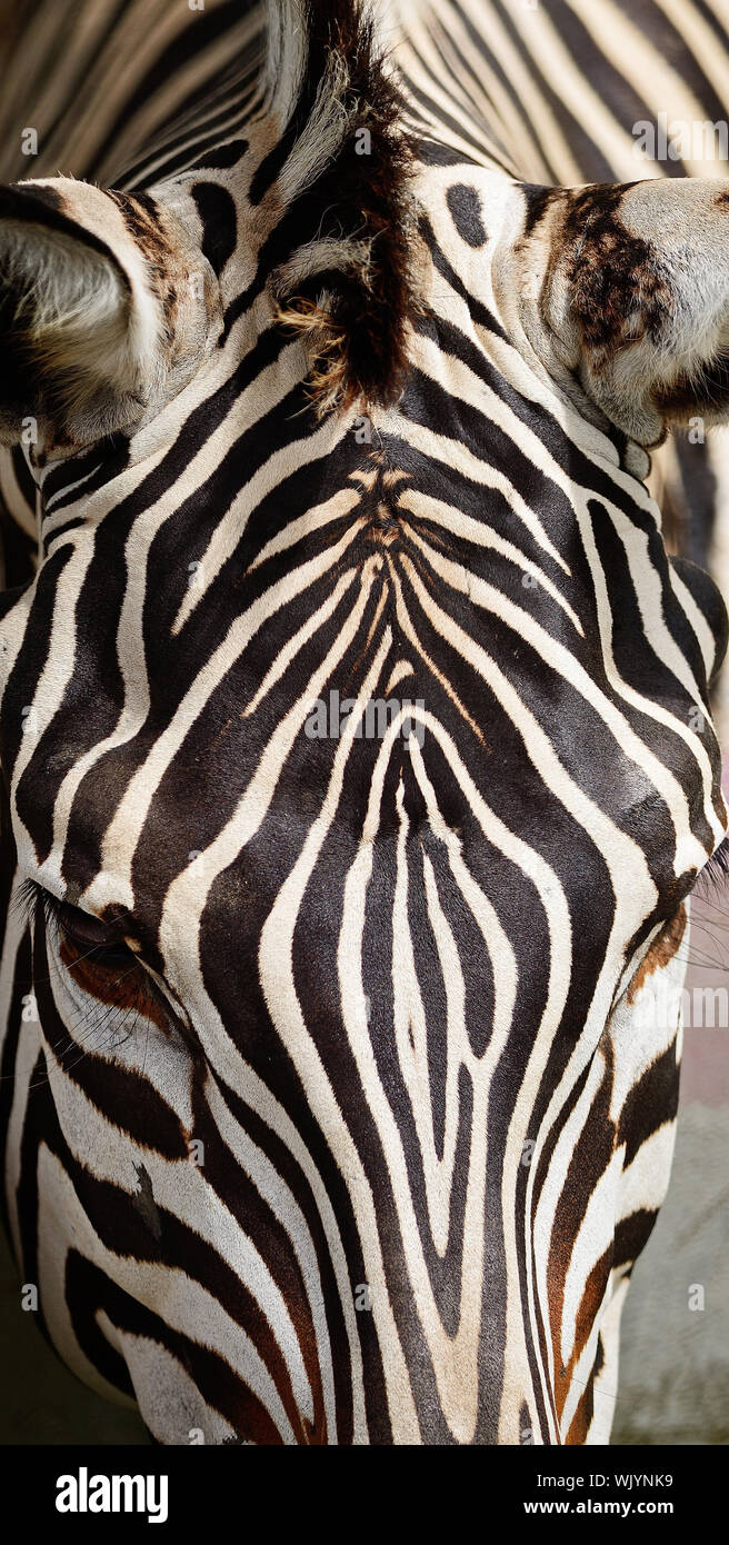 Skin of Common Zebra, Burchell's Zebra Stock Photo - Alamy