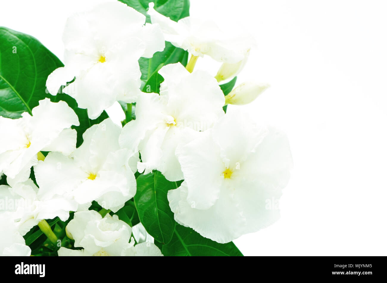 Crepe Jasmine or East Indian Rosebay (Ervatamia eornaria), tropical ...