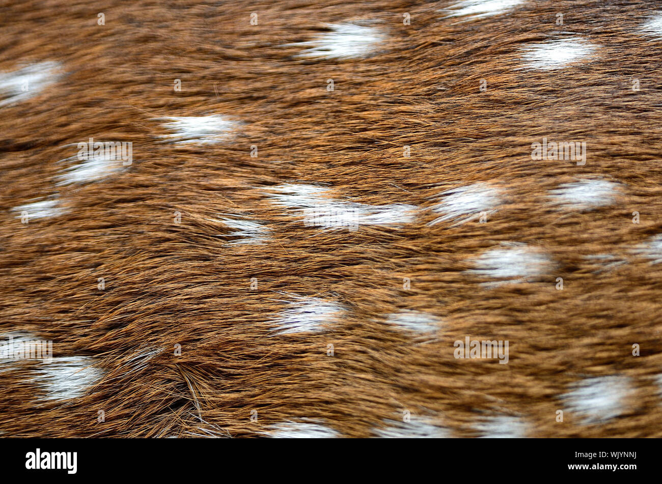 Texture real axis deer fur hi-res stock photography and images - Alamy
