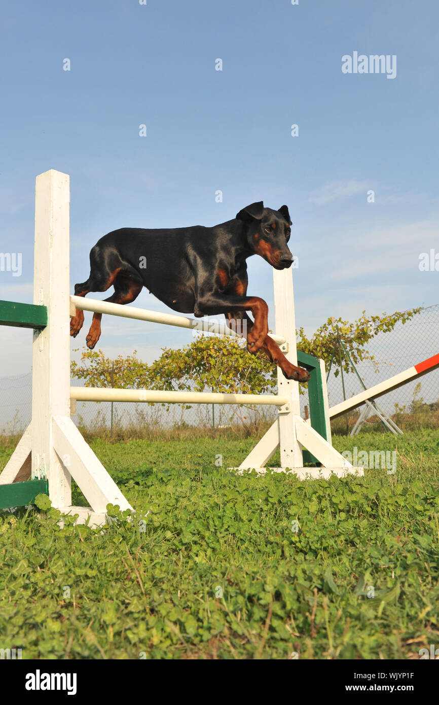 purebred doberman jumping in a training of agility Stock Photo - Alamy