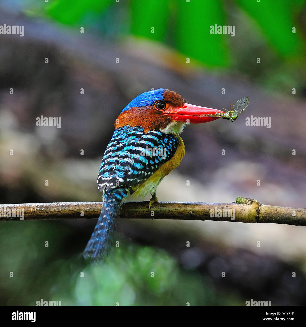Colorful Kingfisher bird, male Banded Kingfisher (Lacedo pulchella ...