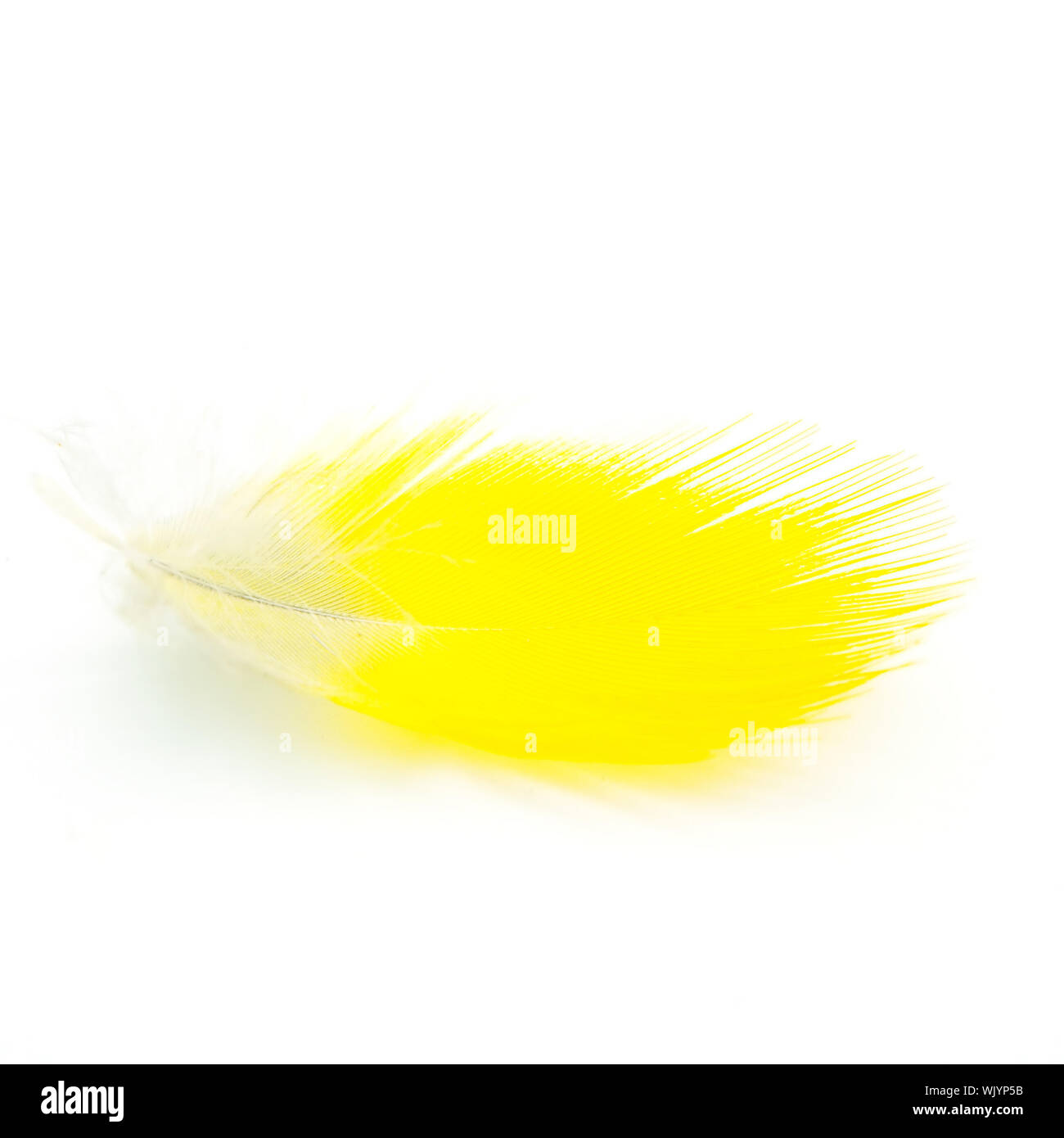 Yellow feather isolated on white Stock Photo - Alamy