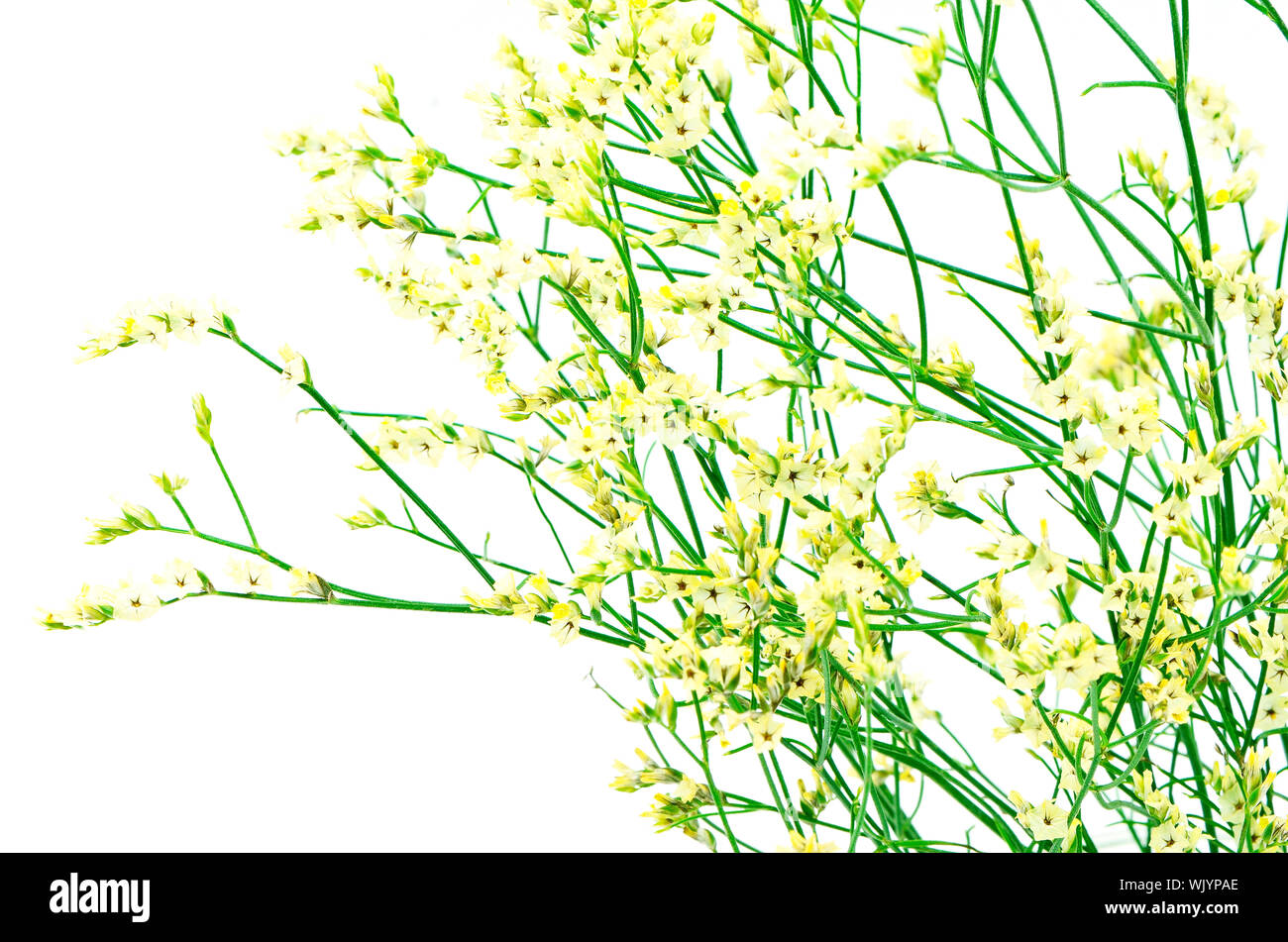Beautiful yellow statice flower isolated on white Stock Photo - Alamy