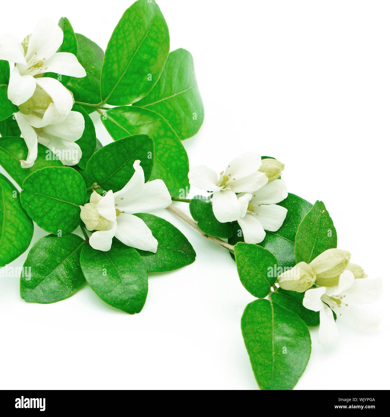 White flower, Orang Jessamine (Murraya paniculata) or China Box Tree ...