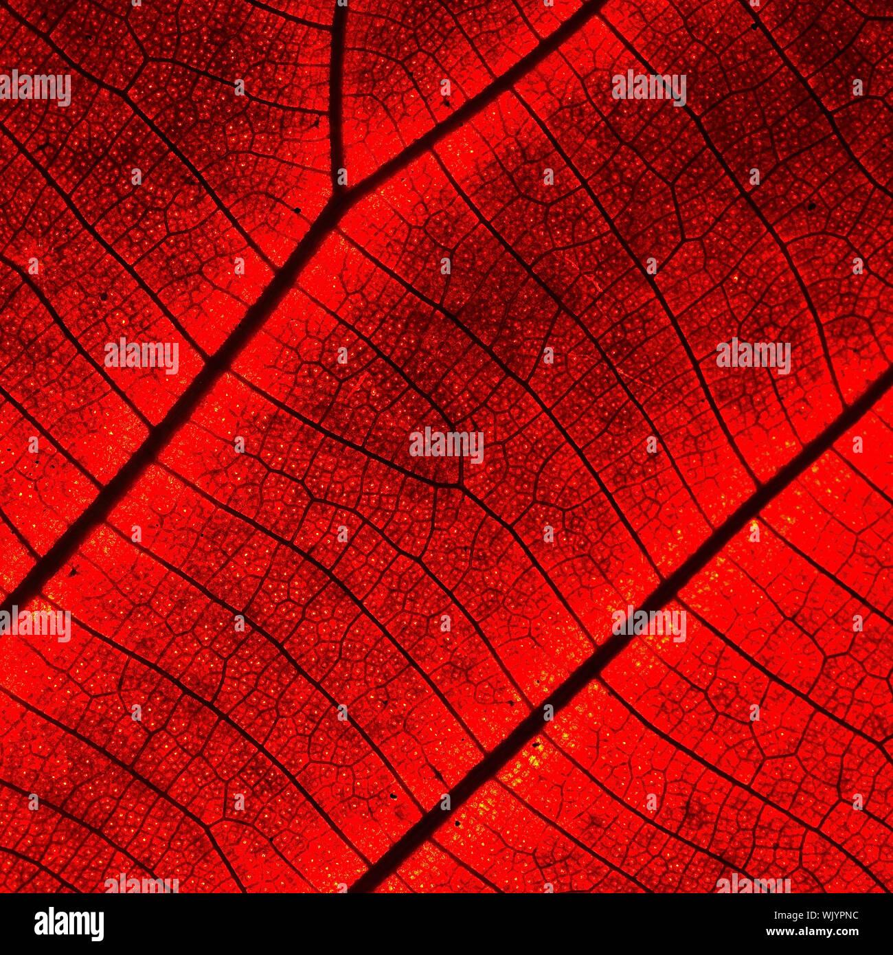 Red leaf abstract background texture Stock Photo - Alamy