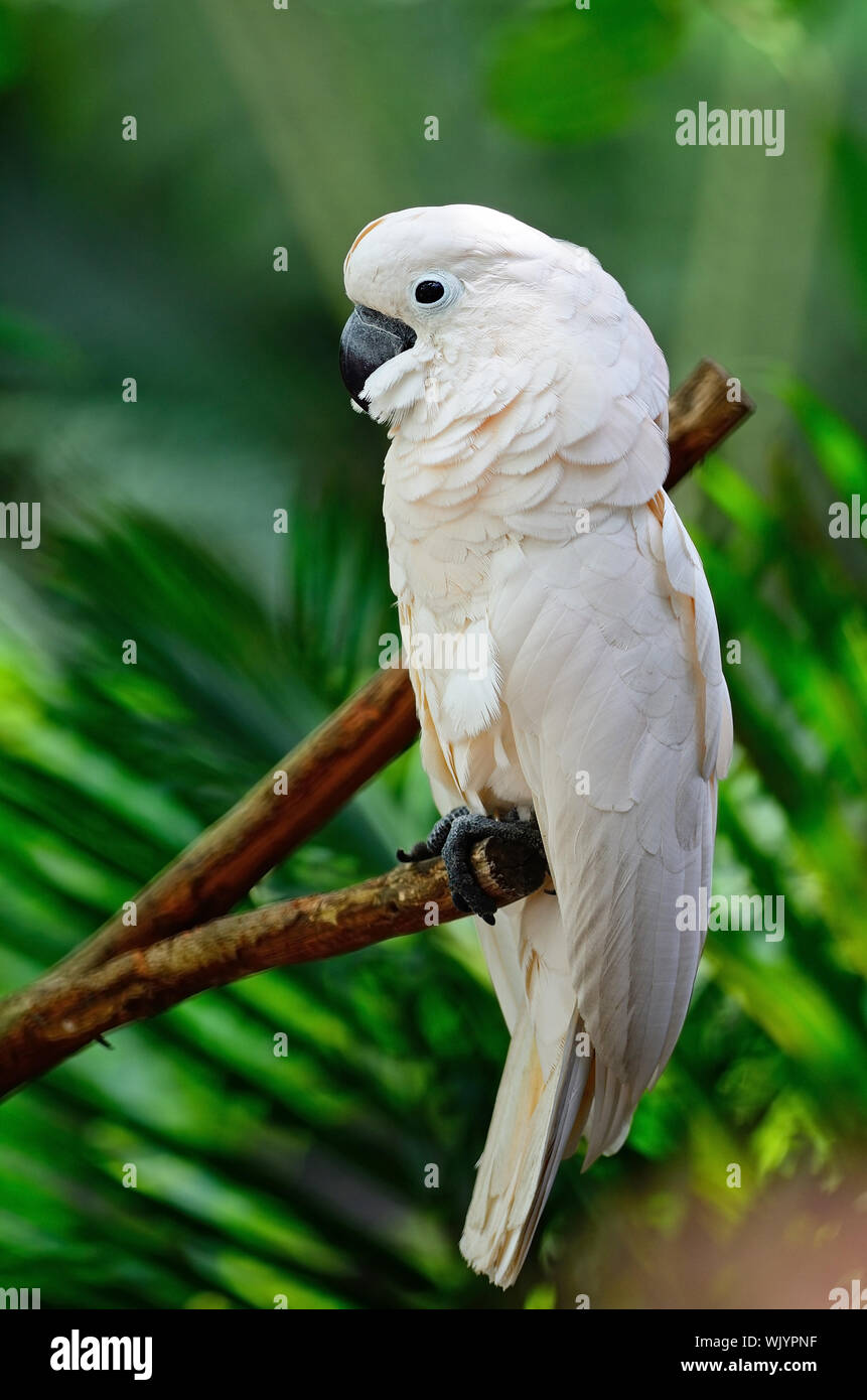 Beautiful pale pink Cockatoo, Moluccan or Seram Cockatoo (Cacatua ...