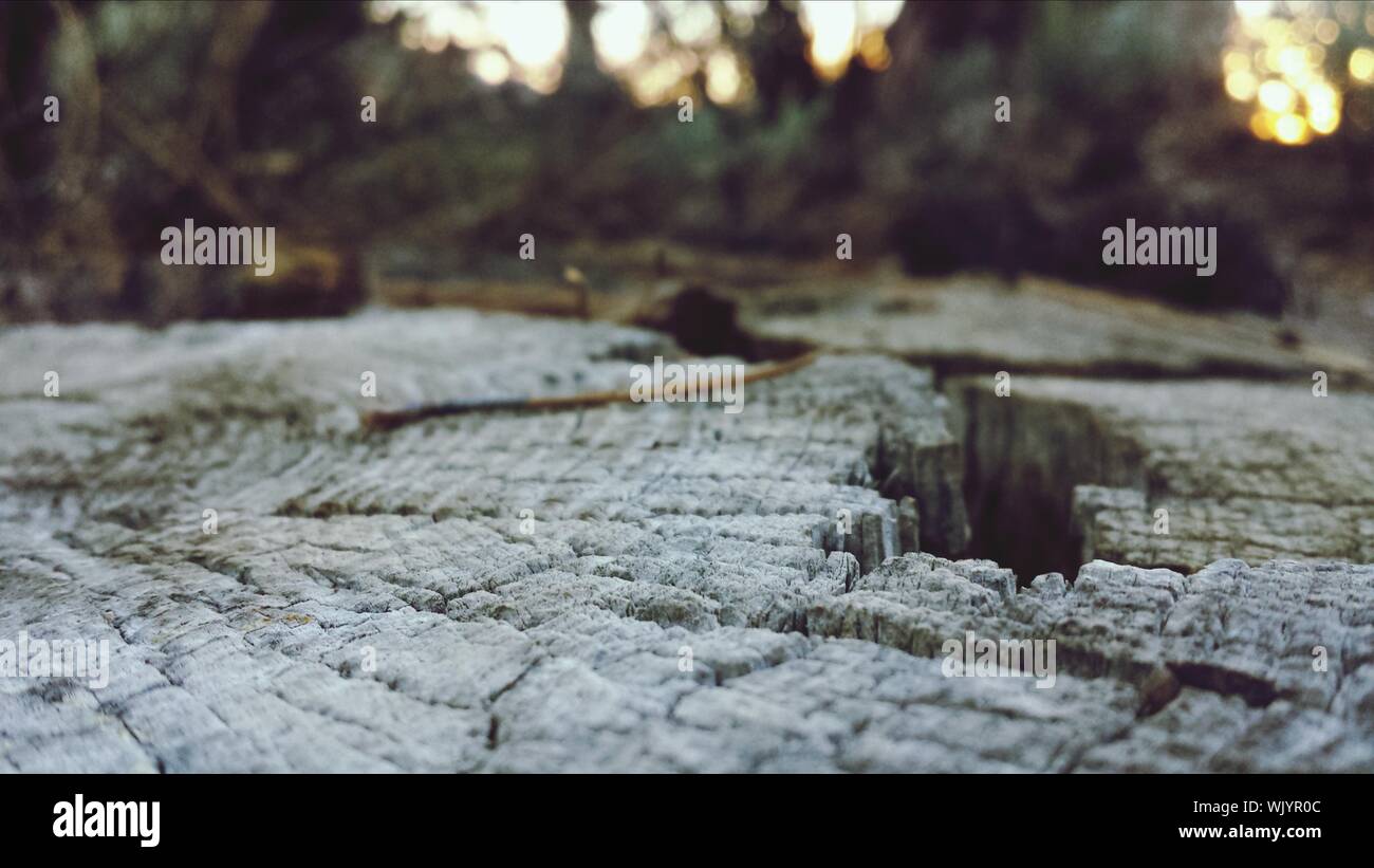 Tree Stump Detail High Resolution Stock Photography and Images - Alamy