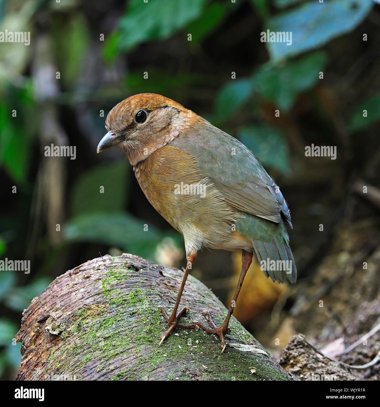 Rusty-naped Pitta (Pitta oatesi), standing on the rock, back profile ...