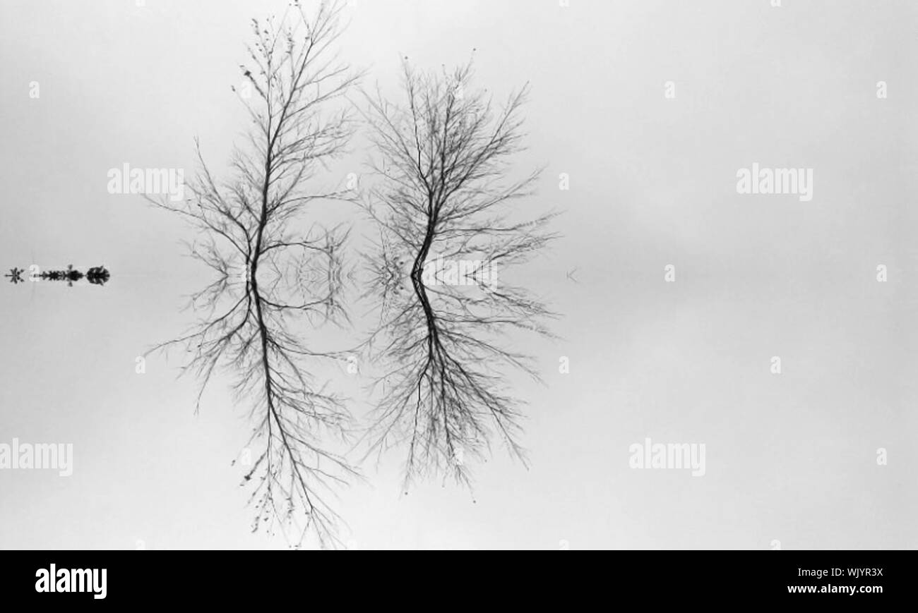 Water surface reflection trees Black and White Stock Photos & Images ...