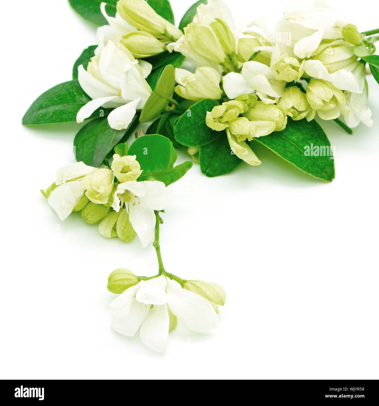 White flower, Orang Jessamine (Murraya paniculata) or China Box Tree ...