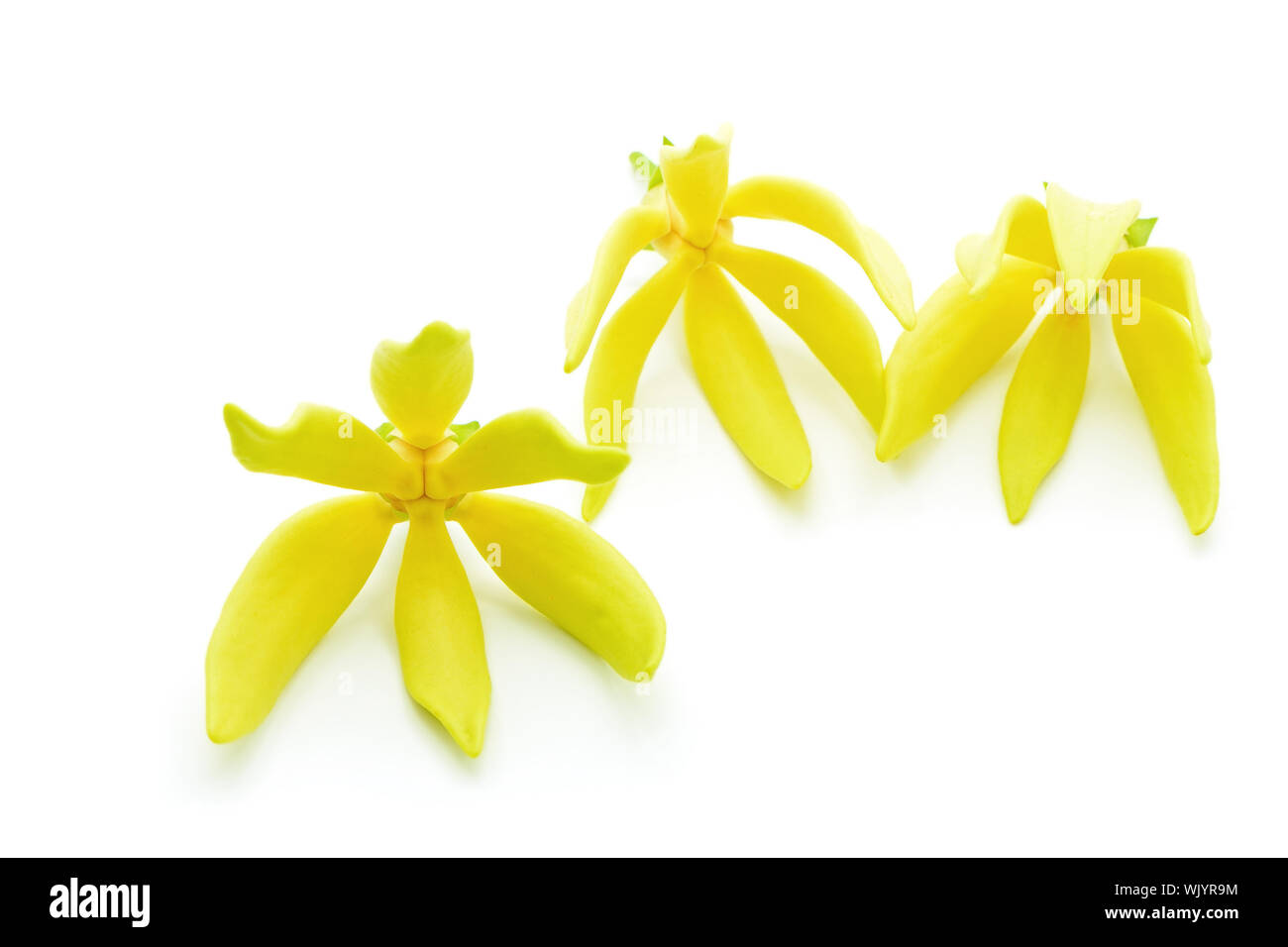 Yellow fragrant flower, Ylang-Ylang flower (Cananga odroata), isolated ...
