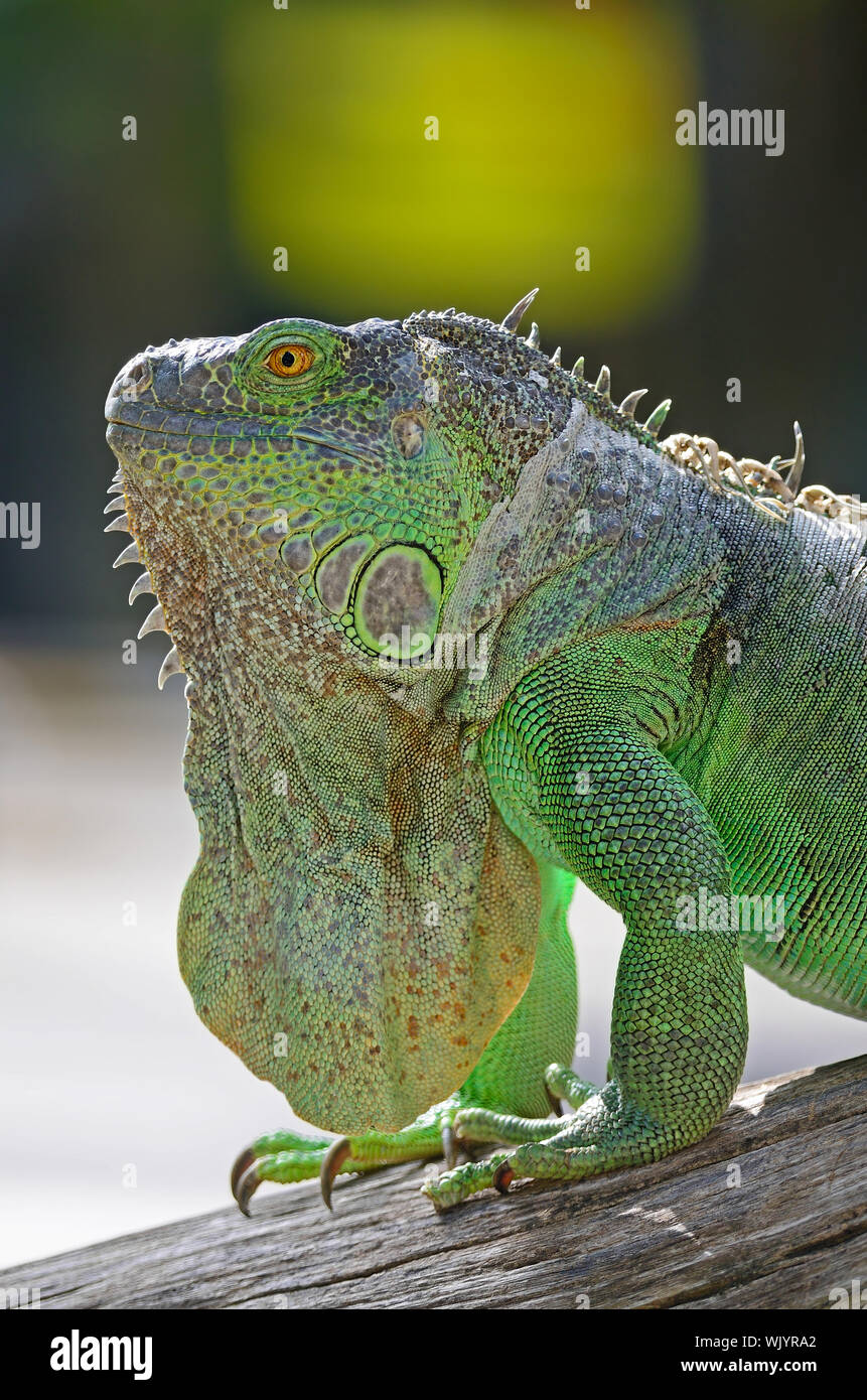 Female Green Iguana (Iguana iguana), standing on tree branch on white ...