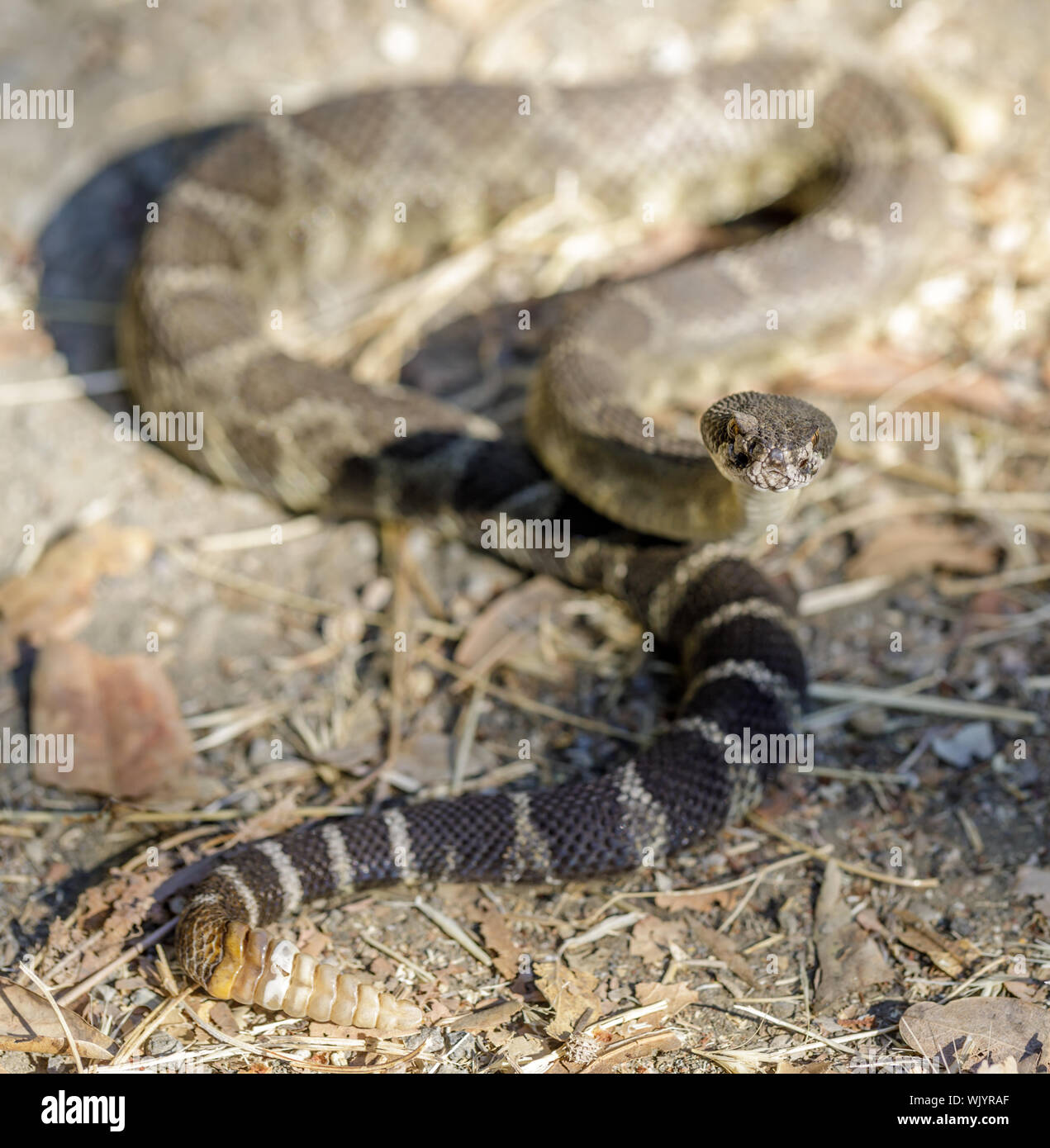 Northern Pacific Rattlesnake in defensive posture showing the rattle on ...