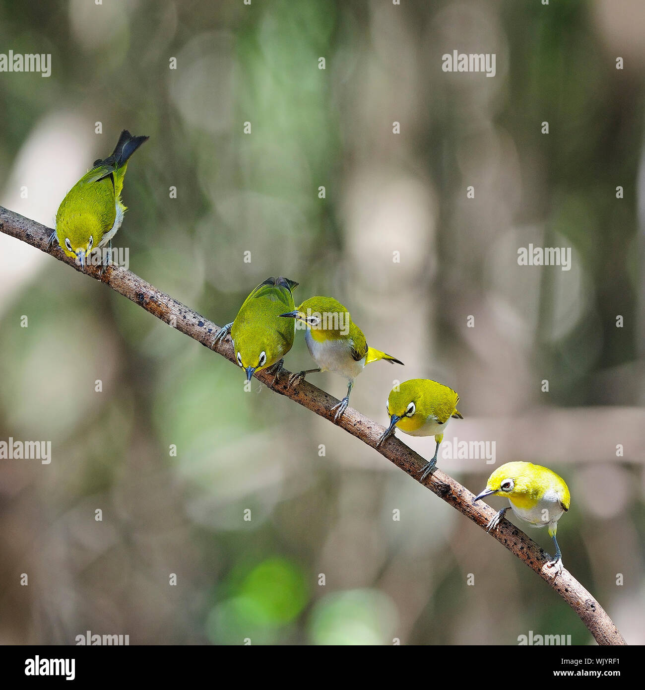 Zosterops palpebrosus hi-res stock photography and images - Alamy